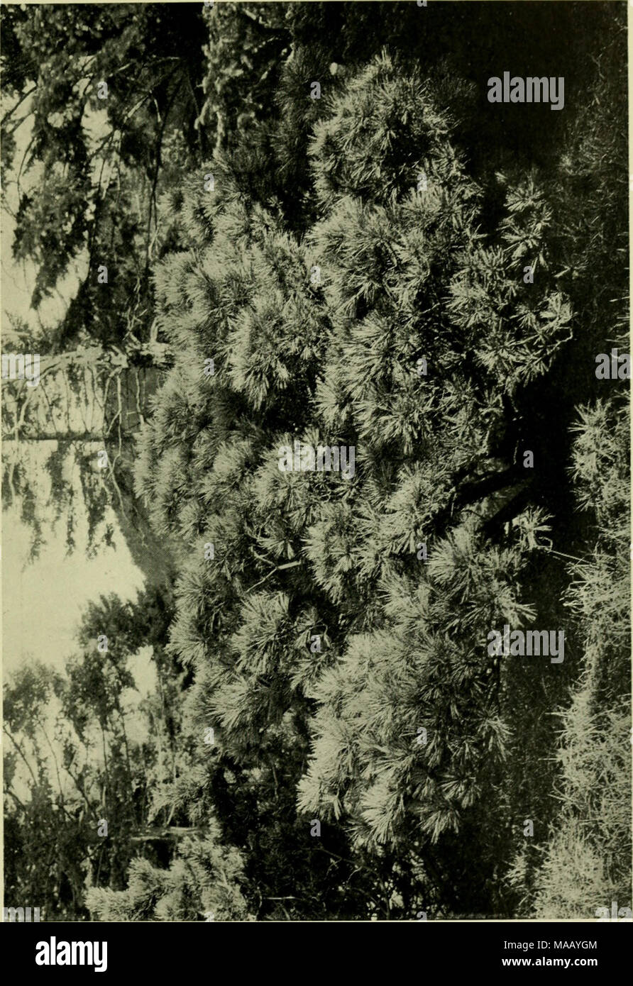 . Dwarf and slow-growing conifers . H O Q ] O Stock Photo - Alamy