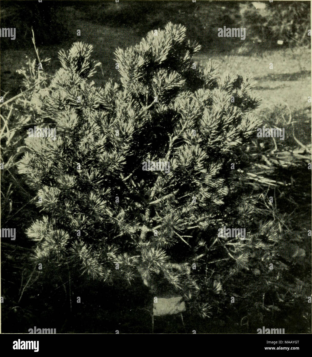 . Dwarf and slow-growing conifers . PINUS SYLVESTRIS, VAR. PYGM^A, AT ...