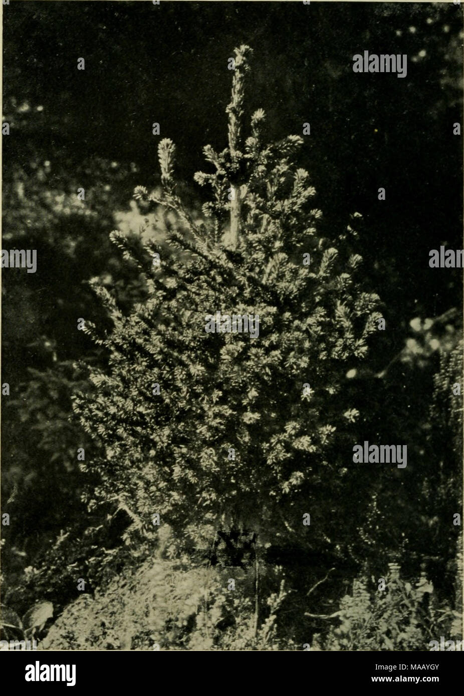 . Dwarf and slow-growing conifers . PICEA EXCELSA, VAR. NANA, AT ...