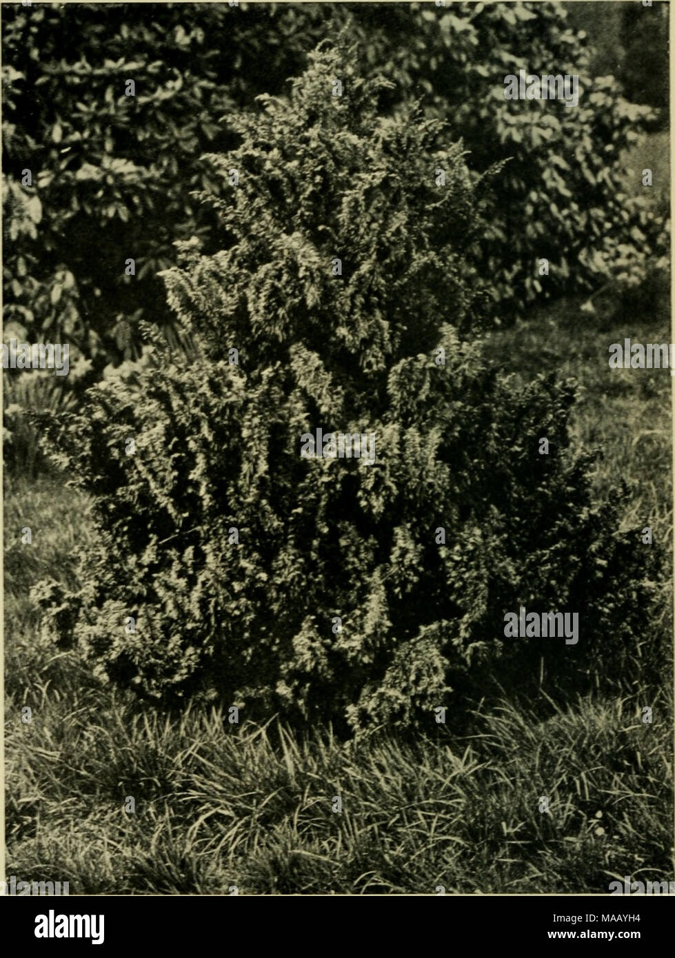 . Dwarf and slow-growing conifers . CHAMJ.CYPARIS OBTUSA, VAR ...
