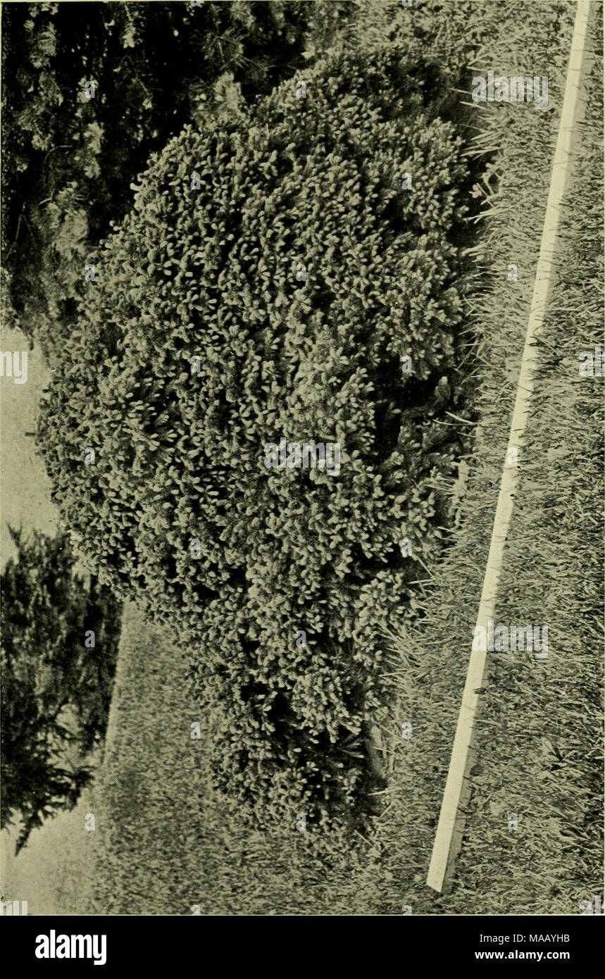 . Dwarf and slow-growing conifers Stock Photo - Alamy