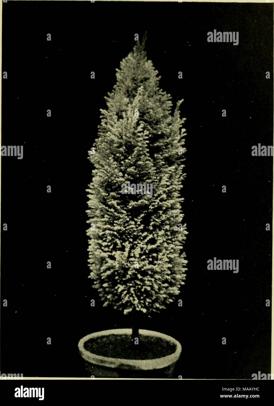 . Dwarf and slow-growing conifers . CHAM^CYPARIS LAWSOMANA, VAR ...