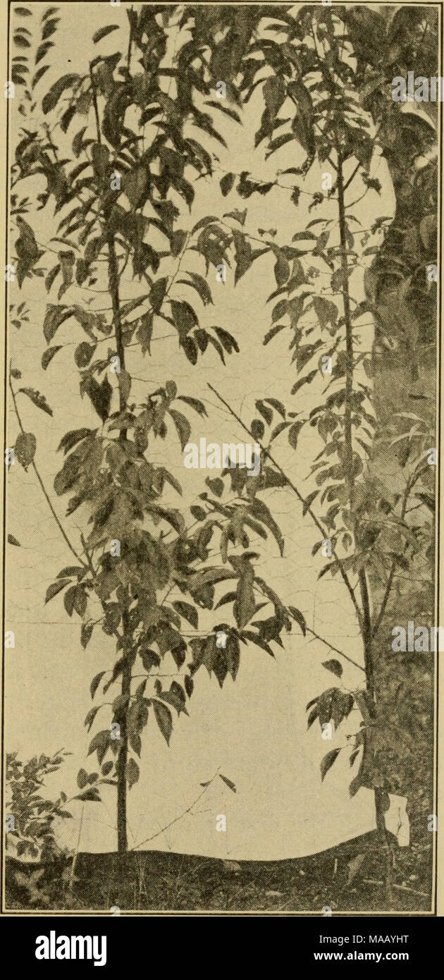 . Dwarf fruit trees; . FIG. 36—PLUM TREES TRAINED AS UPRIGHT CORDONS ...