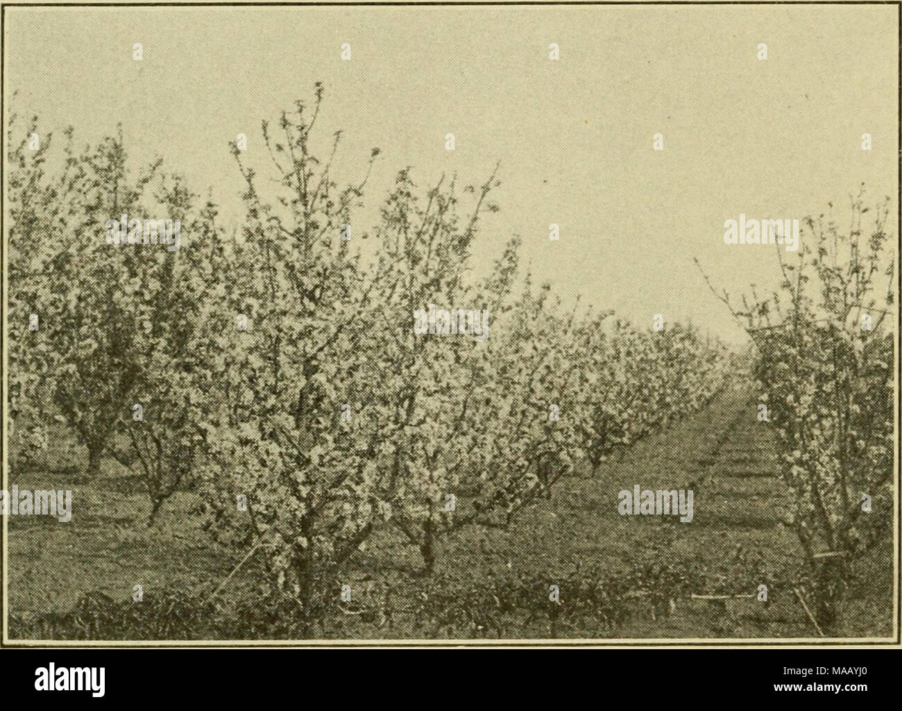 . Dwarf fruit trees; . FIG. 31—PYRAMID PEARS IN A GERMAN ORCHARD dwarf ...