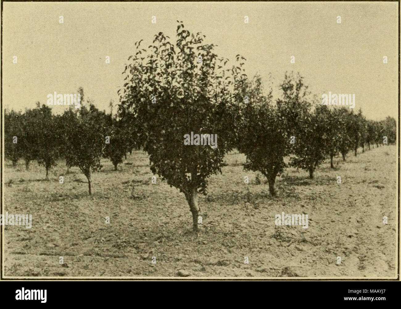 Dwarf forms hi-res stock photography and images - Alamy