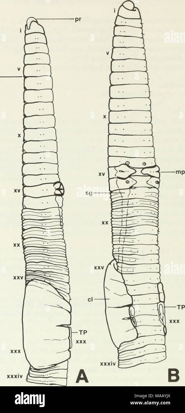 . The earthworms (lumbricidae and sparganophilidae) of Ontario . Fig ...