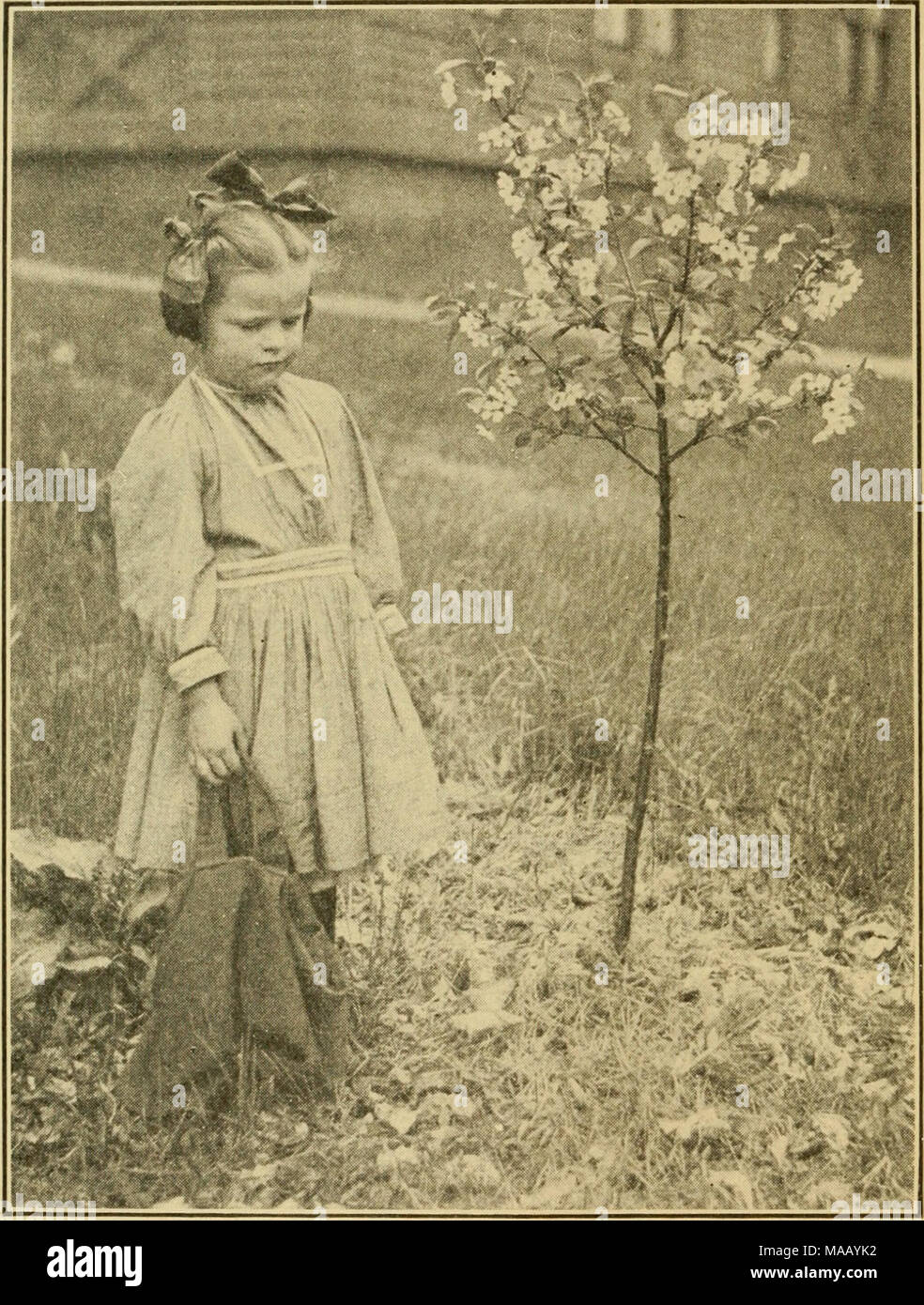 . Dwarf fruit trees; . DWARF CHERRY TREE Two years planted Stock Photo ...