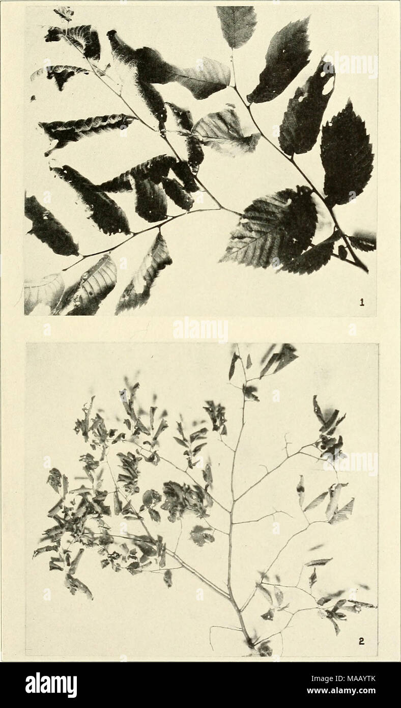 . Dutch elm disease, Graphium ulmi . Leaves injured by (1 ...