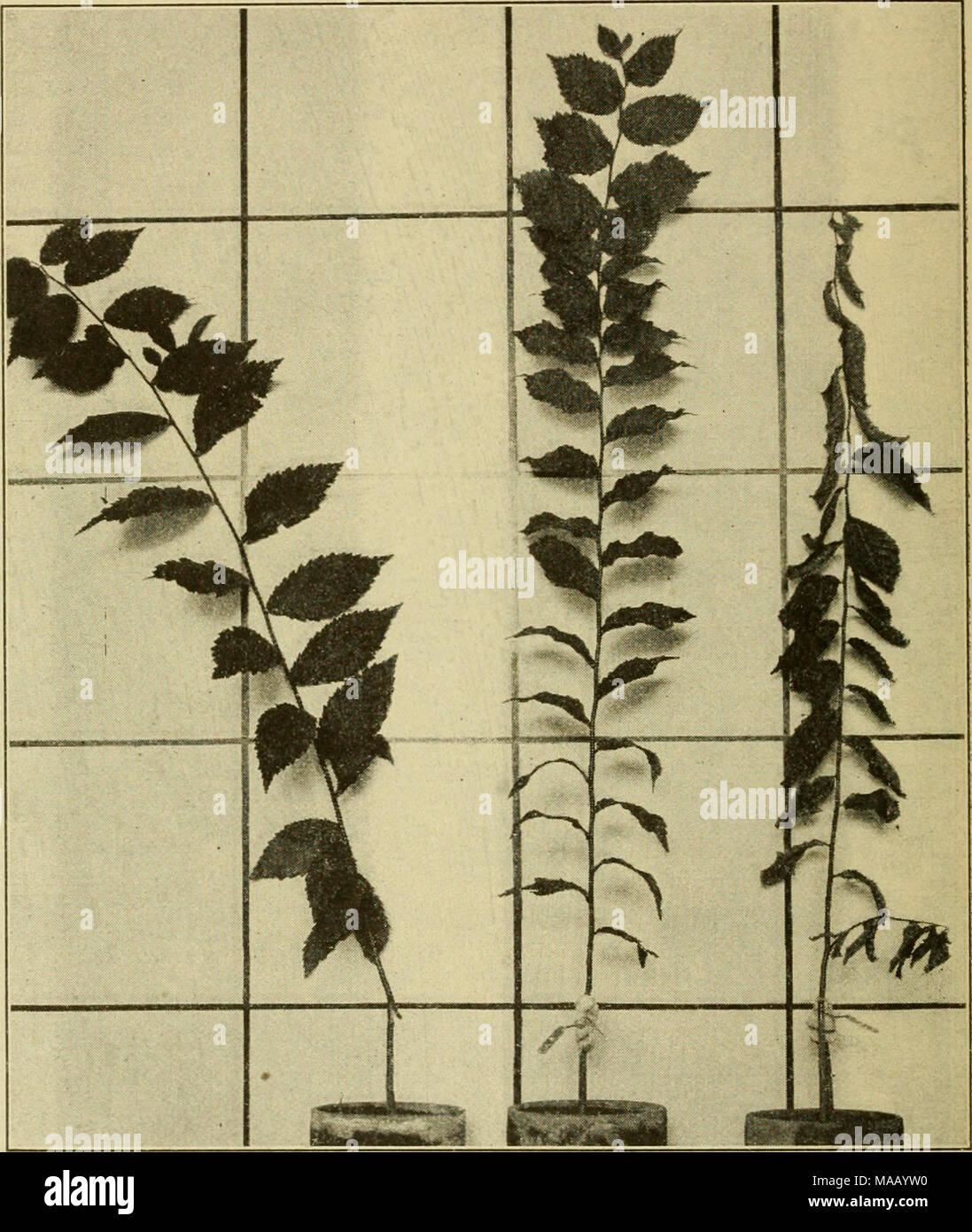 . The Dutch elm disease . Fif^UEE 3.—On the right is a young American ...