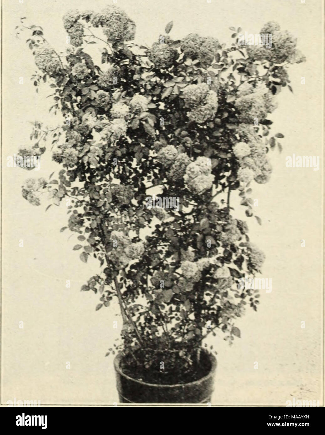 . Dutch bulbs for spring blooming Stock Photo - Alamy