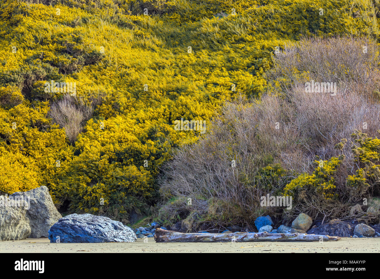 Oregon coast with flowers hi-res stock photography and images - Alamy