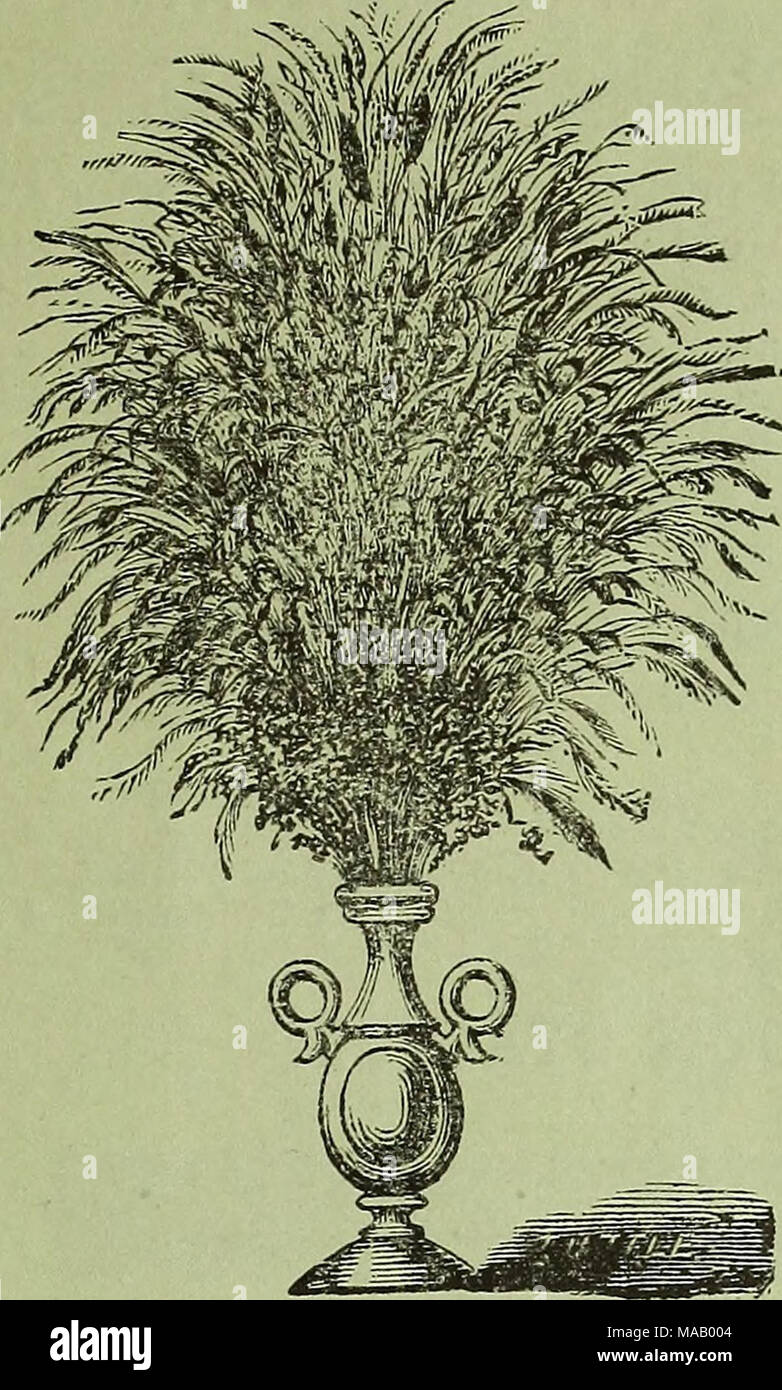 . Dutch bulbs & flower roots : small fruits and sundries, plants for ...