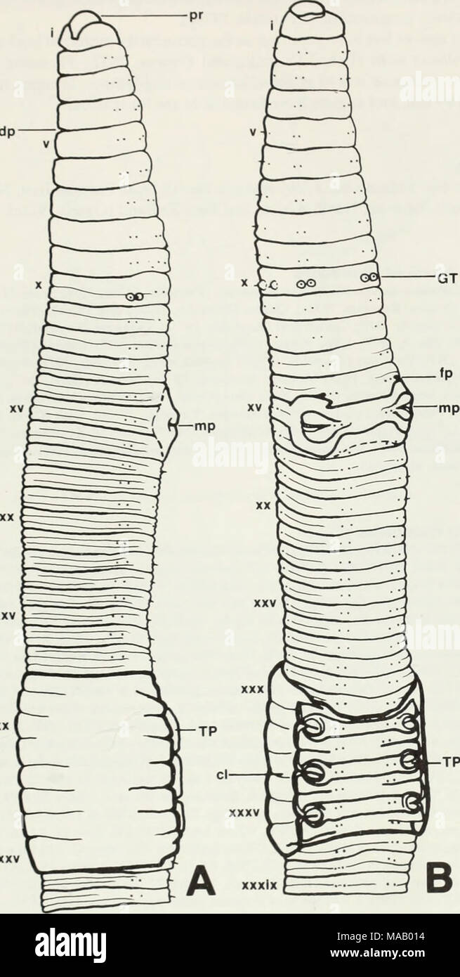 . The earthworms (lumbricidae and sparganophilidae) of Ontario . XXV ...