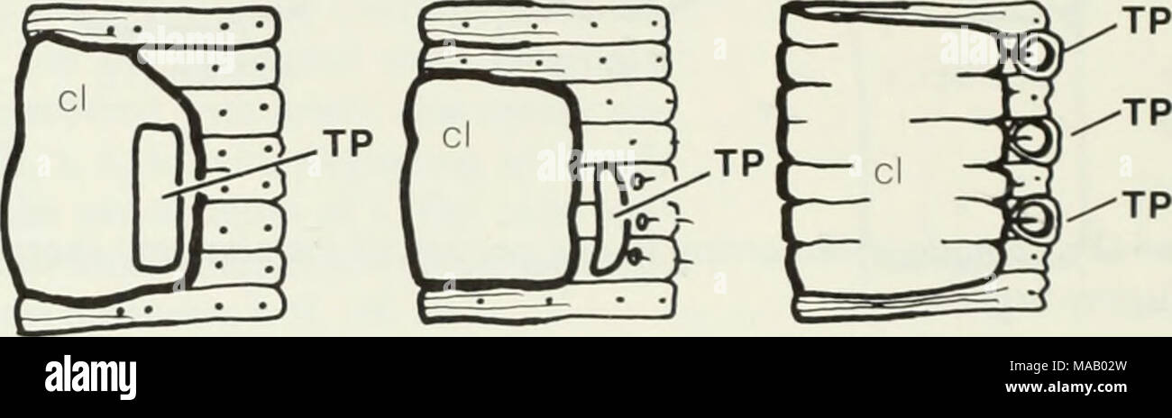 . The earthworms (lumbricidae and sparganophilidae) of Ontario ...