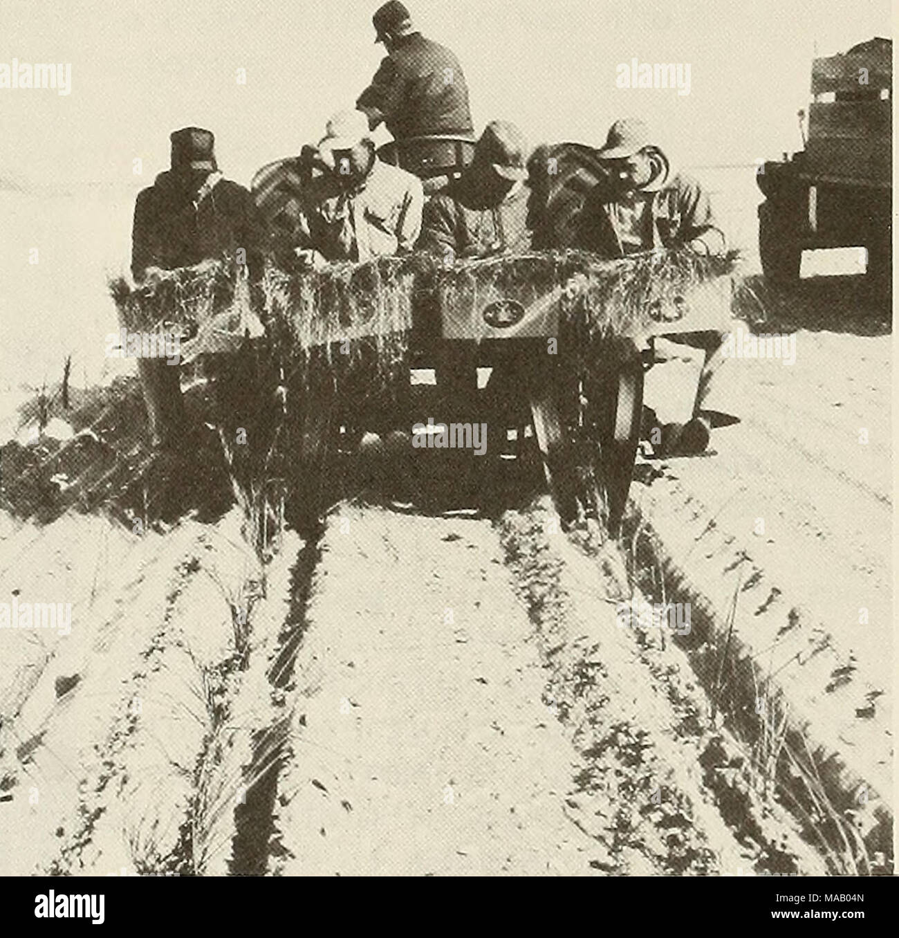 . Dune stabilization with vegetation on the outer banks of North ...