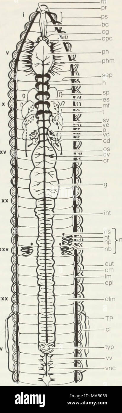 . The earthworms (lumbricidae and sparganophilidae) of Ontario . XXX ...