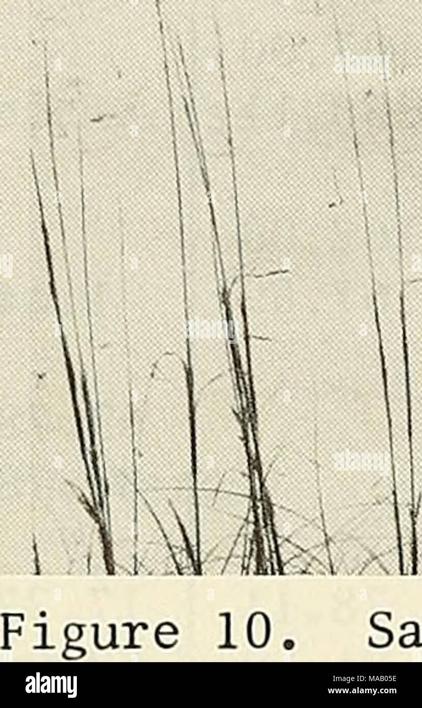 . Dune stabilization with PANICUM AMARUM along the North Carolina coast ...