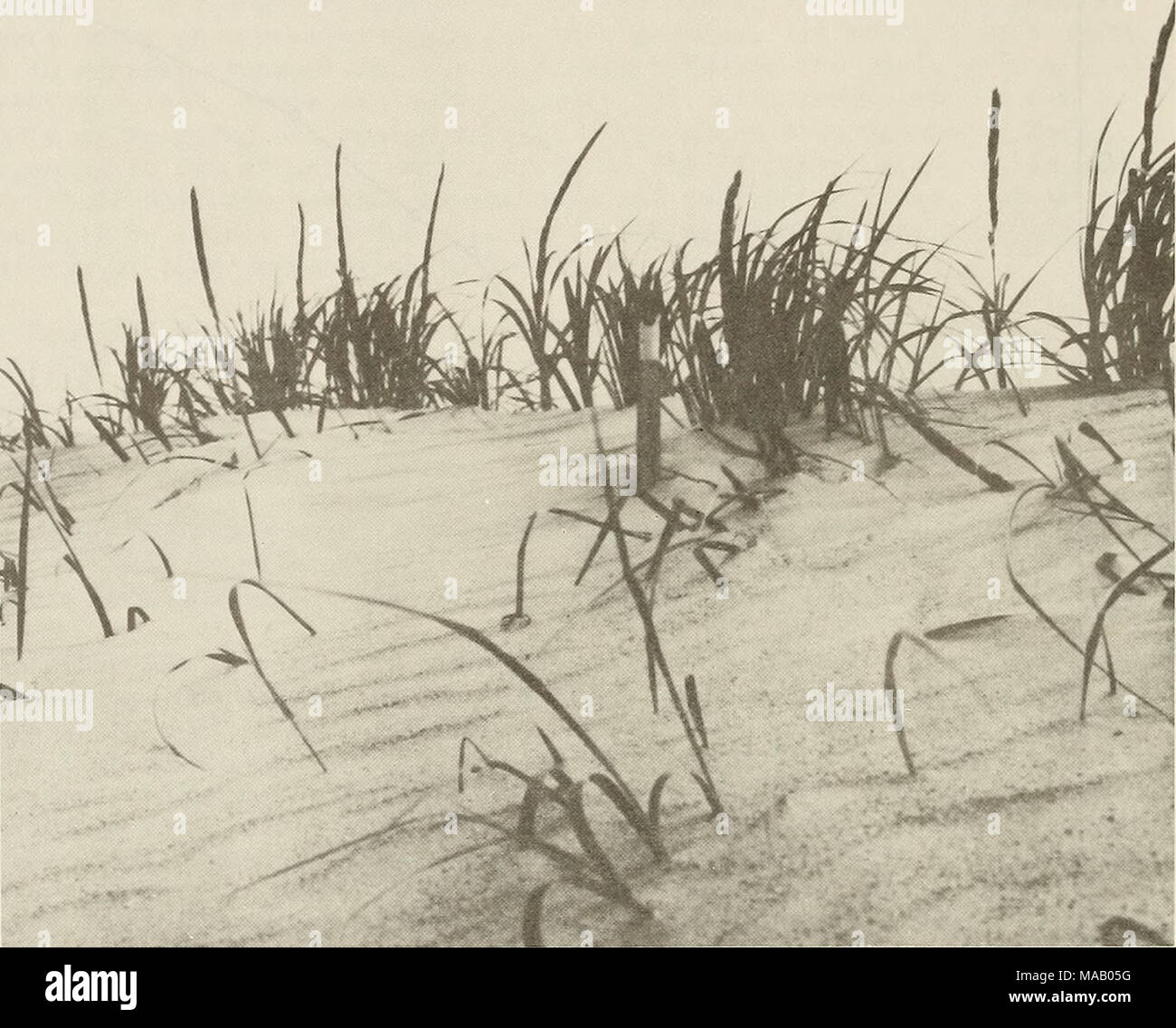 . Dune stabilization with vegetation on the outer banks of North ...