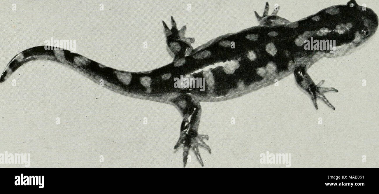 . The Dunesland heritage of Illinois Stock Photo - Alamy