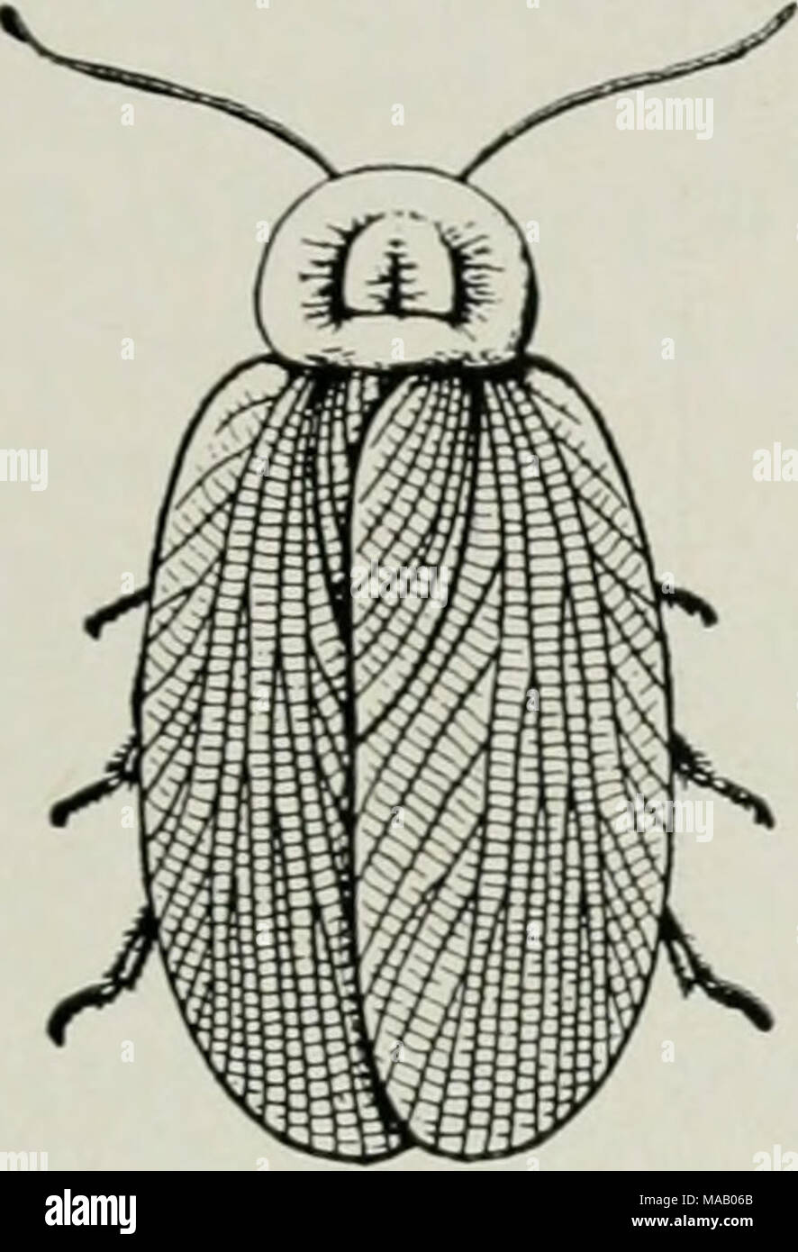 . The Dunesland heritage of Illinois . Fig. 10.—Cockroaches. Left, a ...