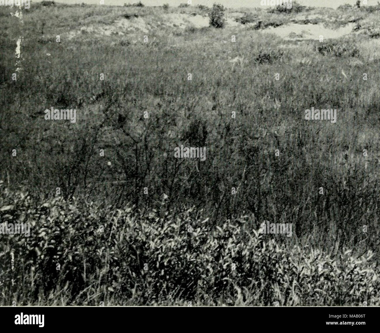 . The Dunesland heritage of Illinois Stock Photo - Alamy