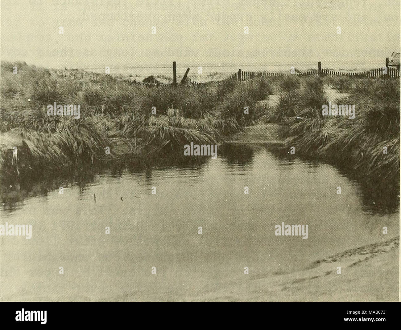 . Dune building and stabilization with vegetation . Figure 34. Rear of ...