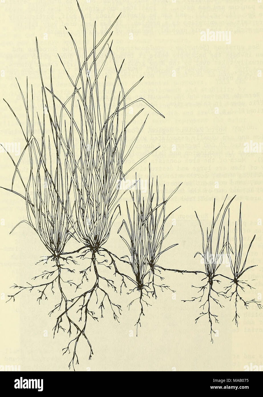. Dune building and stabilization with vegetation . Figure 31. Growth ...