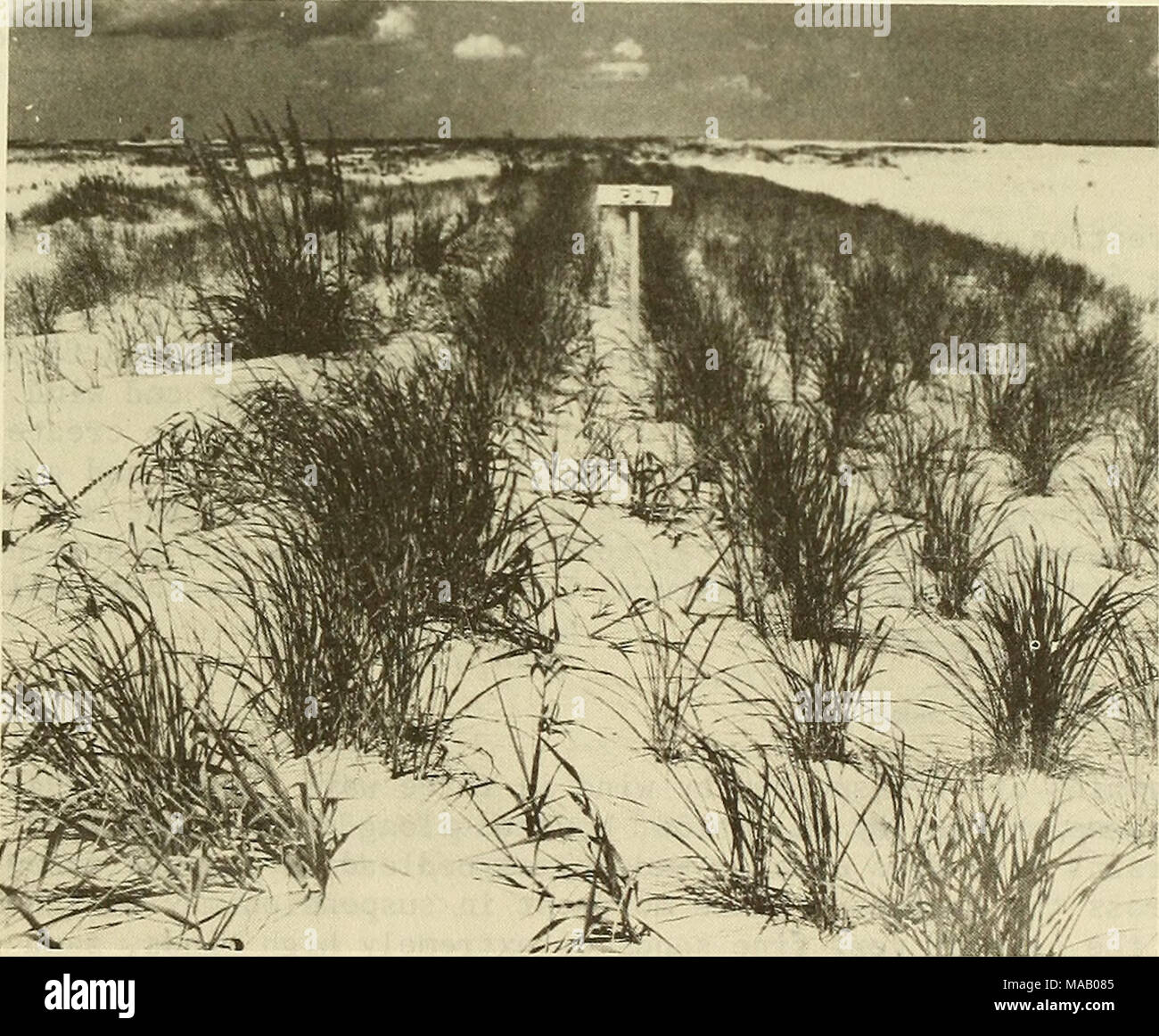 . Dune building and stabilization with vegetation . Figure 4. Dune ...