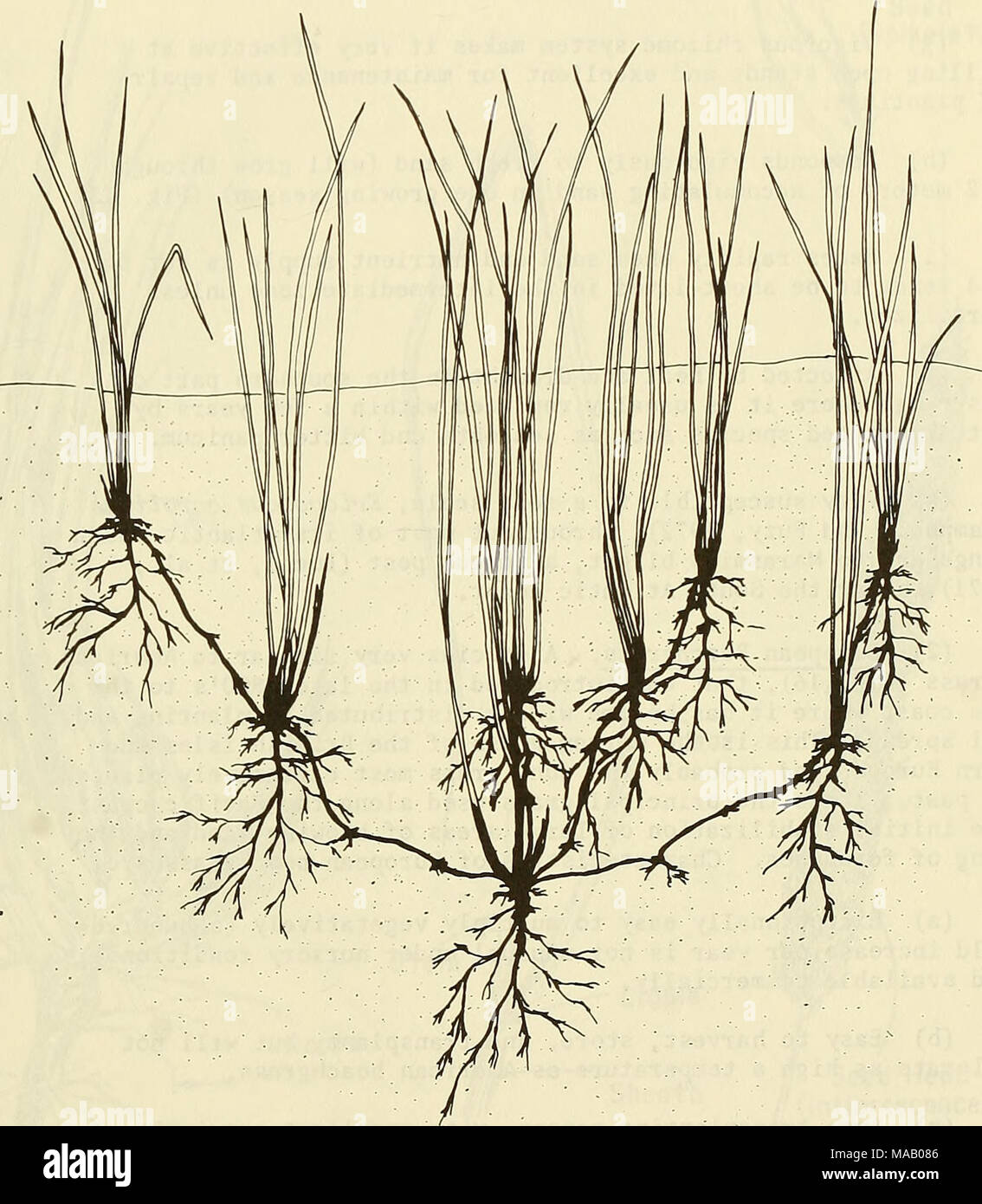 . Dune building and stabilization with vegetation . Figure 14. Growth ...