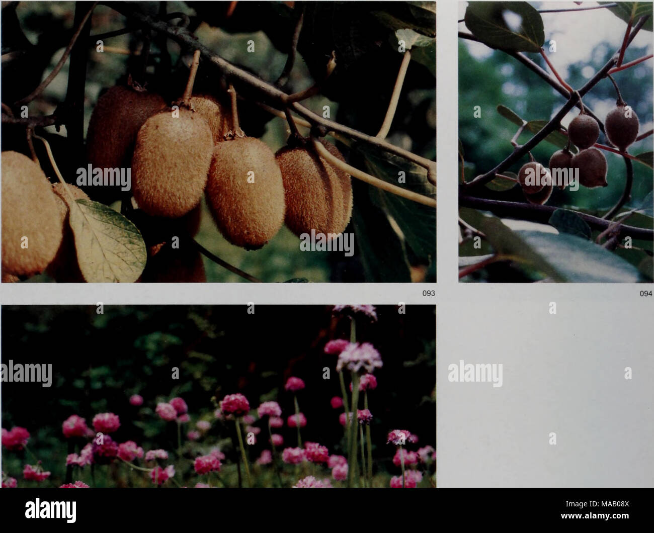 . du jiang yan sheng wu duo yang xing yan jiu yu bao hu Stock Photo - Alamy