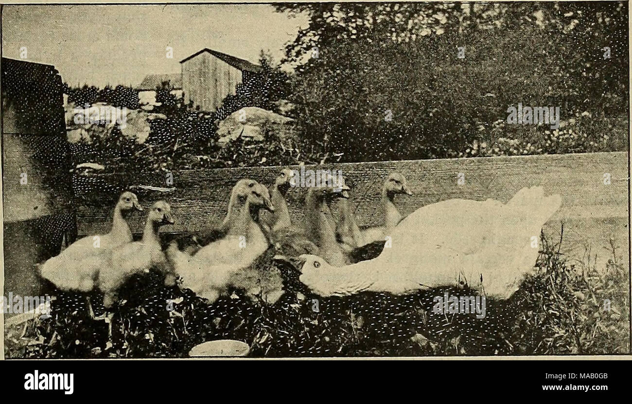 . Ducks and geese; a valuable collection of articles on breeding ...