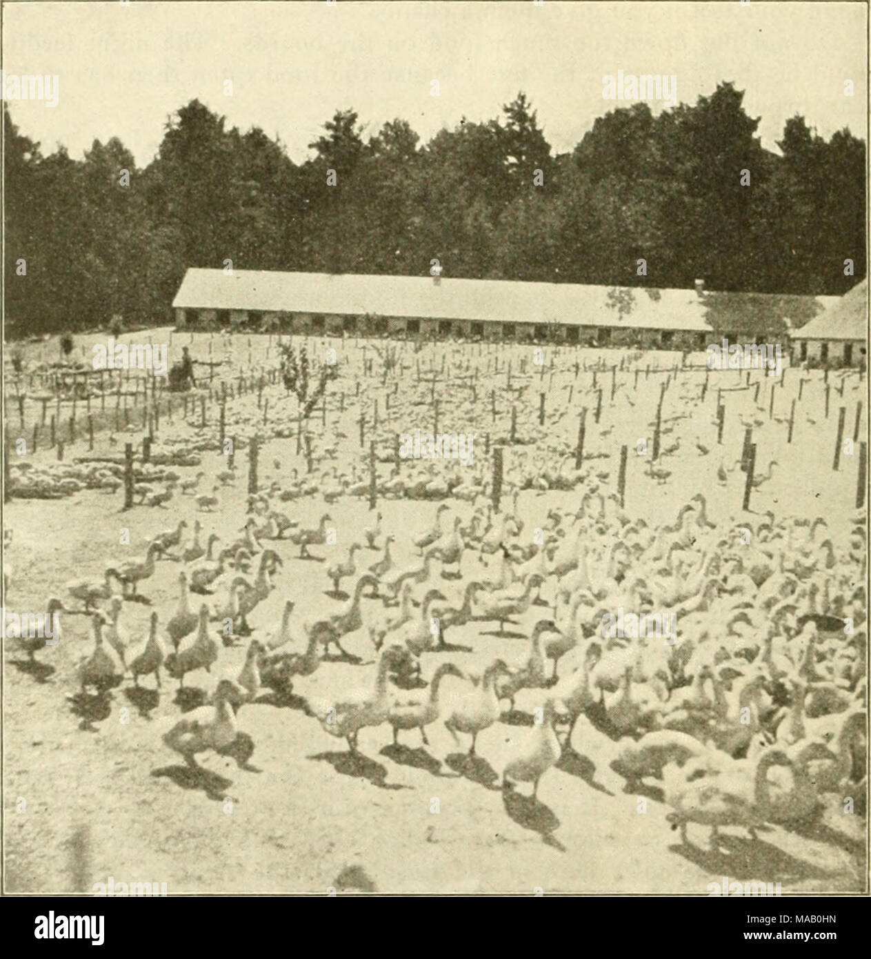 . Duck dollars; . Ducklings in the Sun at Midday These birds are seven ...