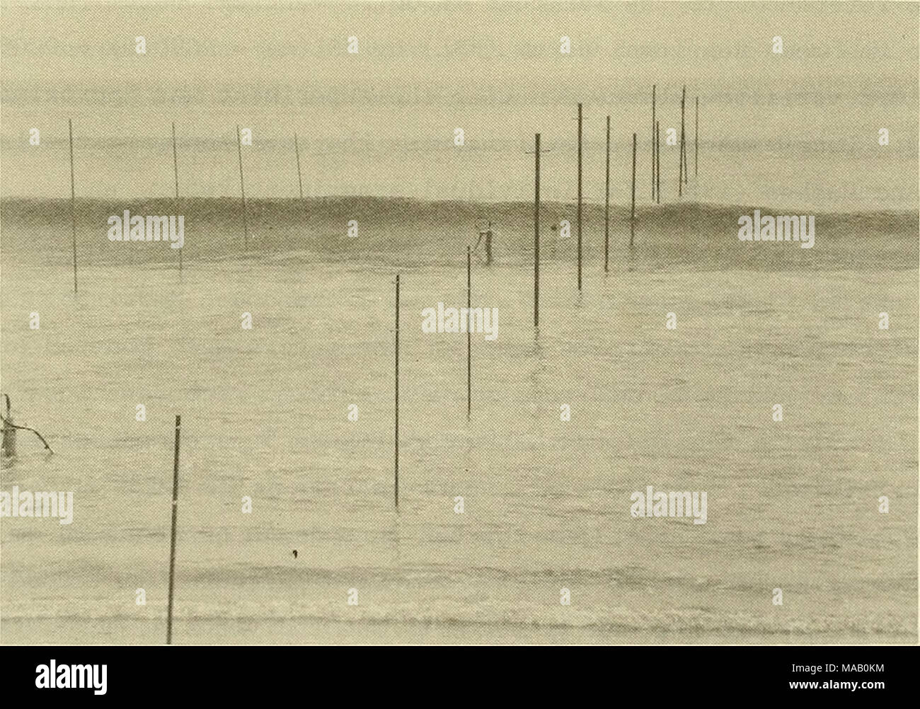 . DUCK85 surf zone sand transport experiment . Figure 4. Photopole line ...