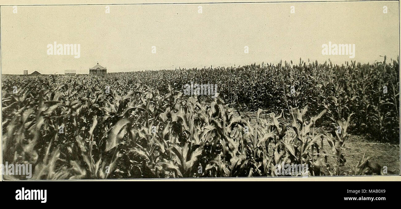 . Dry land farming in the Southwest .. . Milo on Left, Feterita on ...