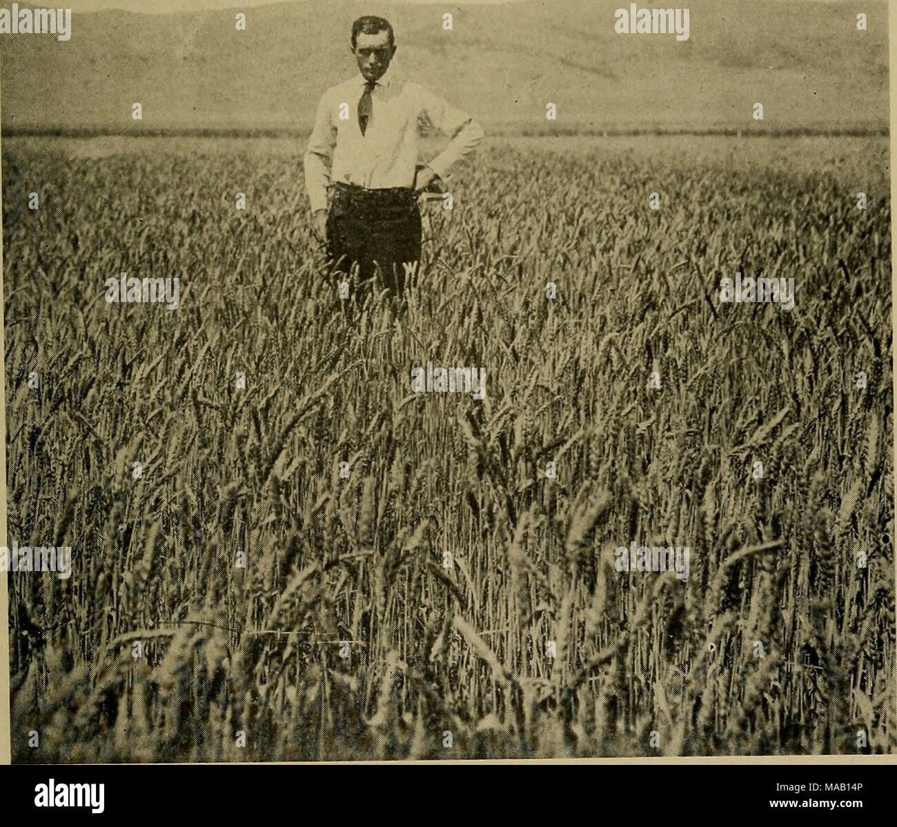 . Dry-farming: its principles and practice . DRY-LAND WHEAT IN UTAH ...