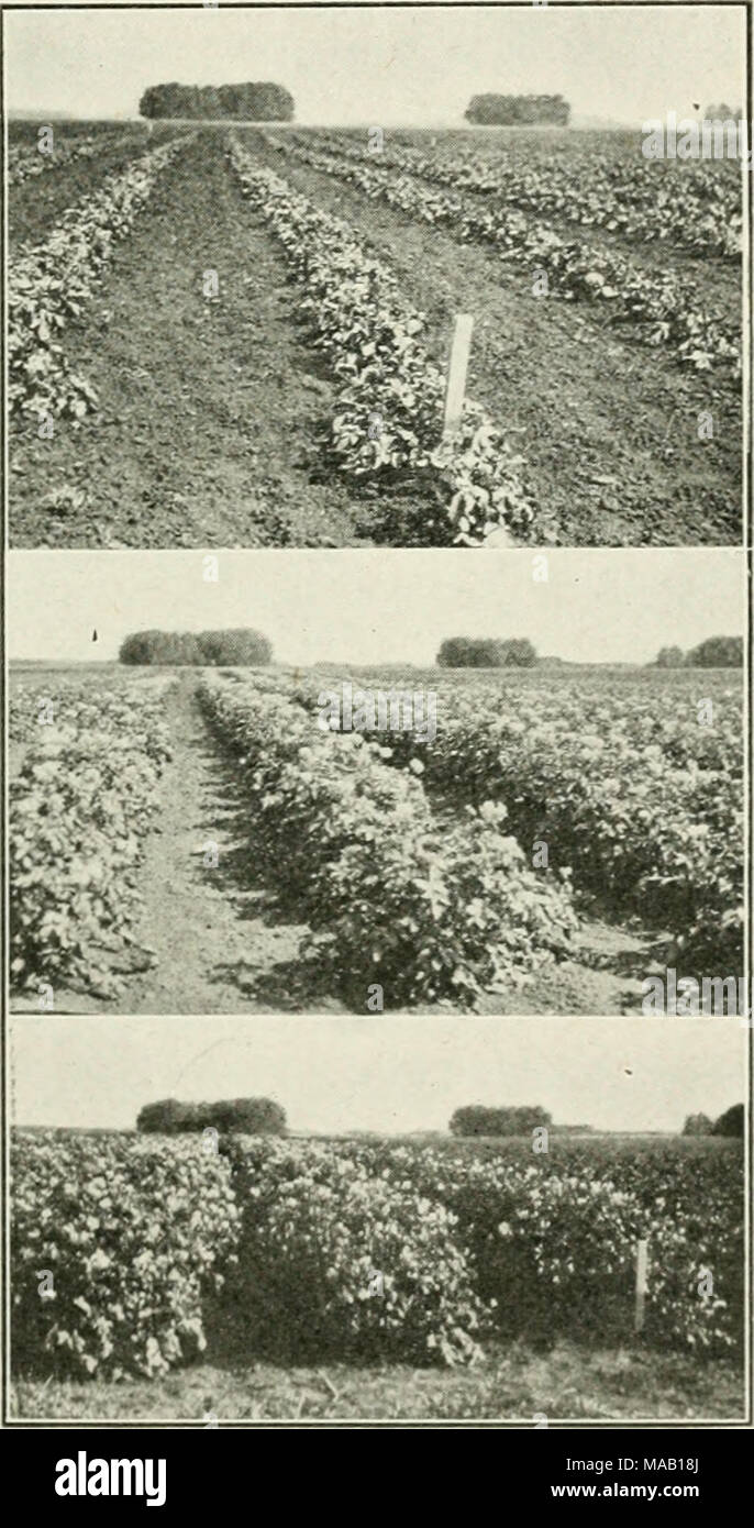 . Dry farming in western Canada . Fig. 29.—A Well Tilled Field of ...