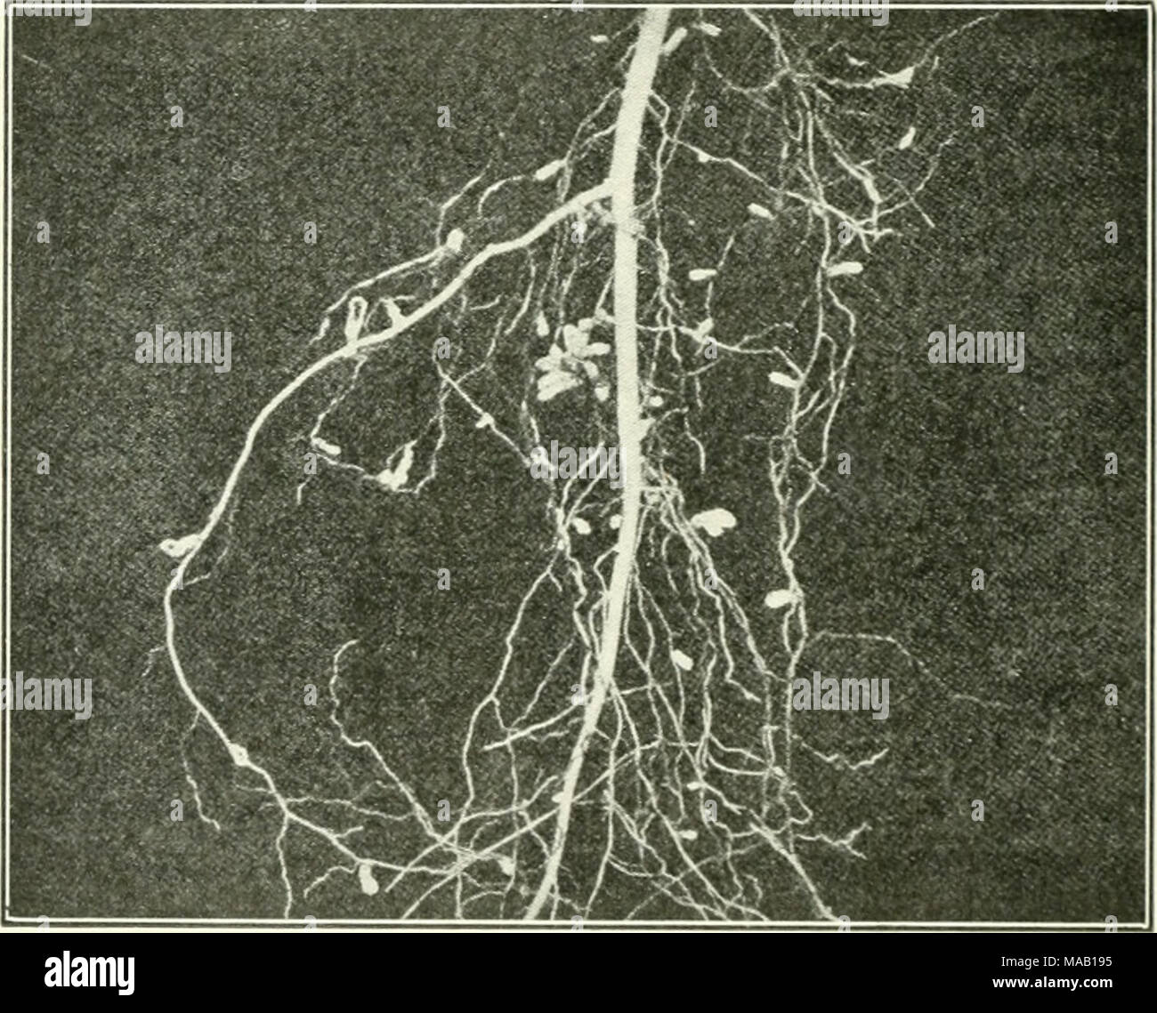 Root nodules legume hi-res stock photography and images - Alamy