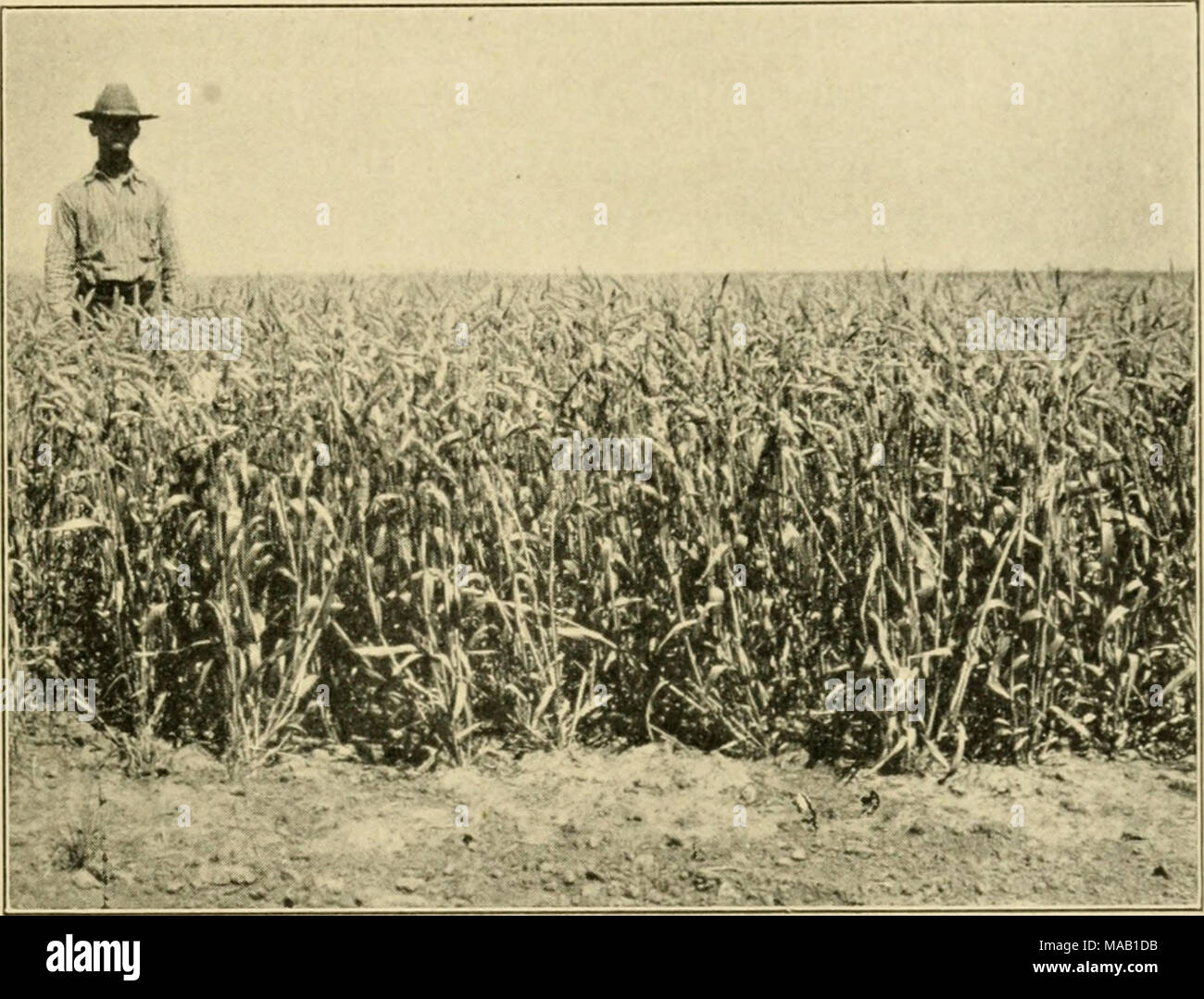 . Dry-farming; . Fig. 68. Dry-farm white hull-less barley. Choteau ...
