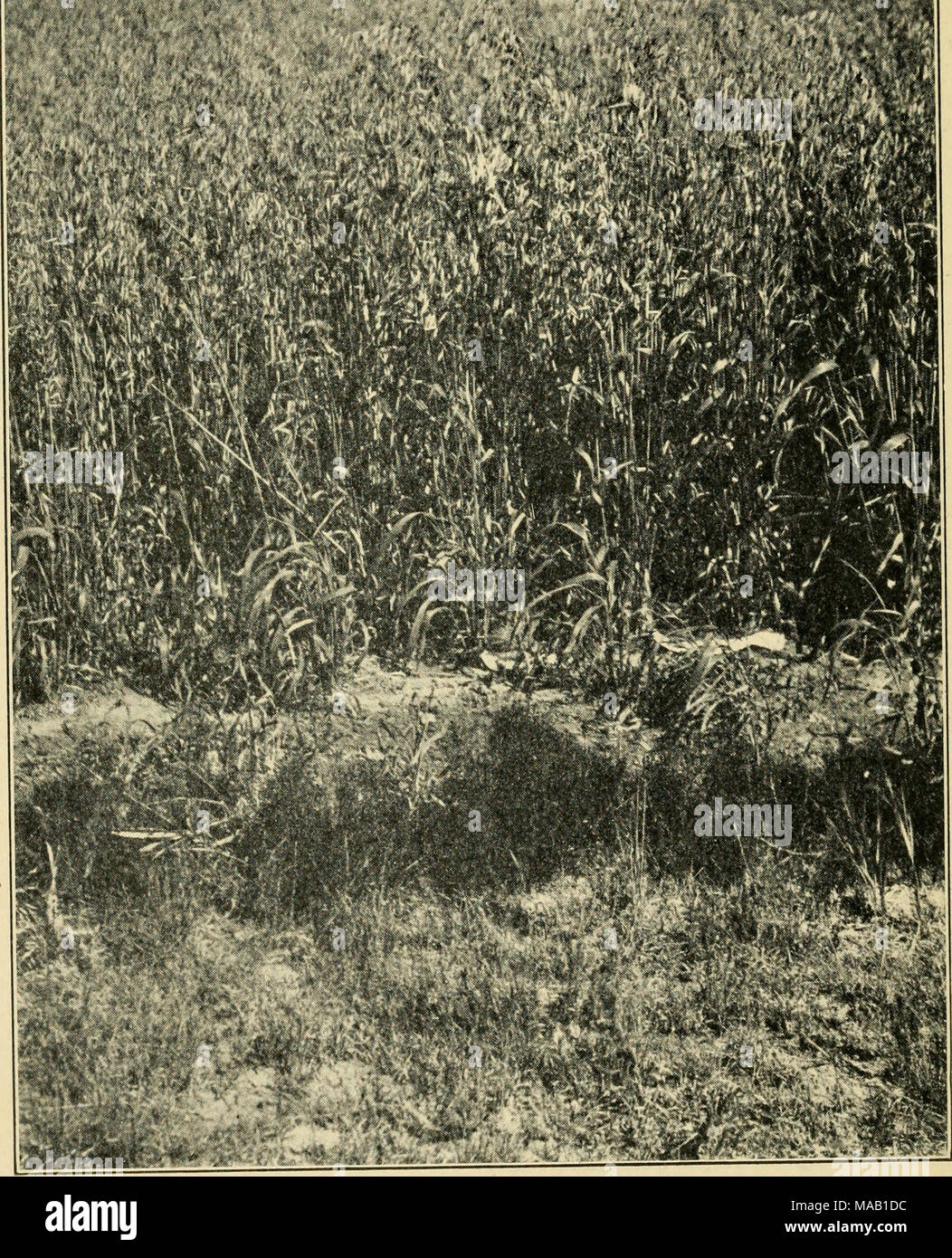 . Dry-farming; . Fig. 66. Dry-farm oats. New Mexico Stock Photo - Alamy