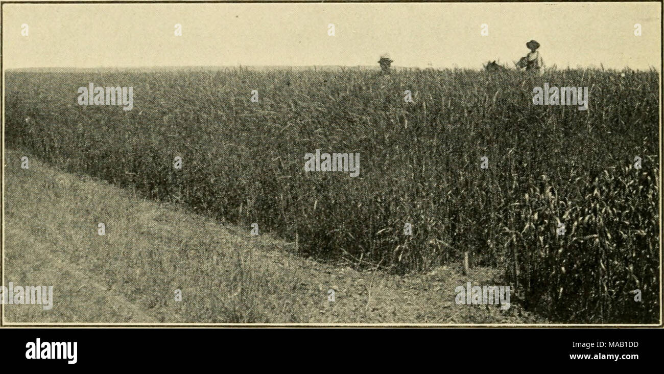 . Dry-farming; . Fig. Go. Dry-farm rye. Montana, 1909. Yield, 33 ...