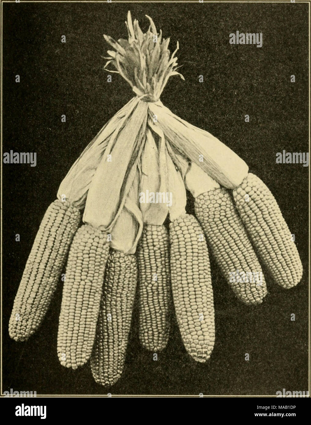 . Dry-farming; . Fig. 60. Ears of dry-farm corn. Montana Stock Photo ...
