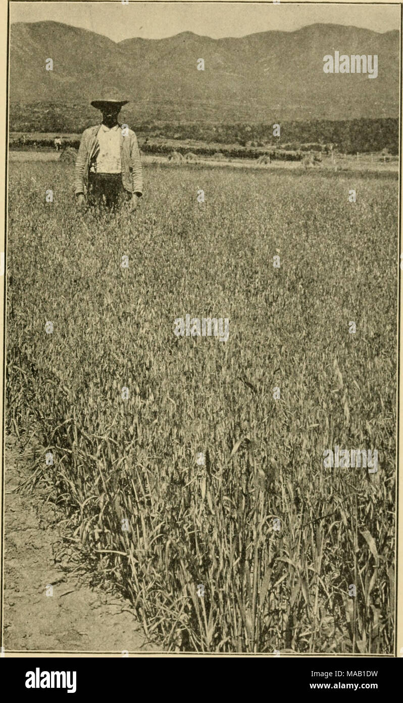 . Dry-farming; . Fig. 54. Dry-farm oat field. Utah Stock Photo - Alamy
