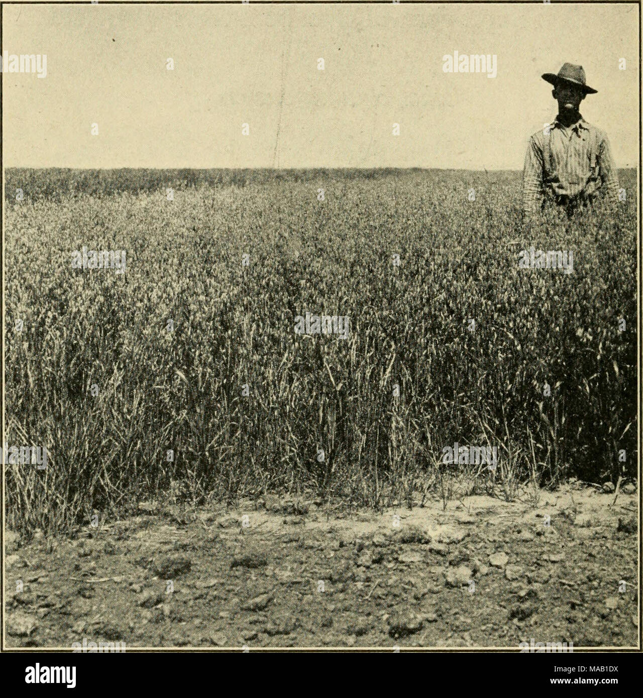 . Dry-farming; . Fig. 59. Dry-farm sixty-day oat field. Choteau ...