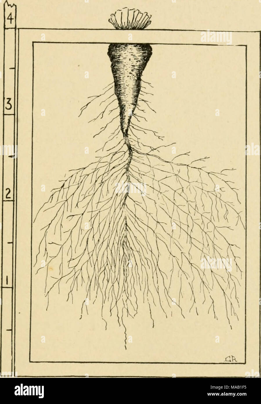 Rooted feet hi-res stock photography and images - Alamy