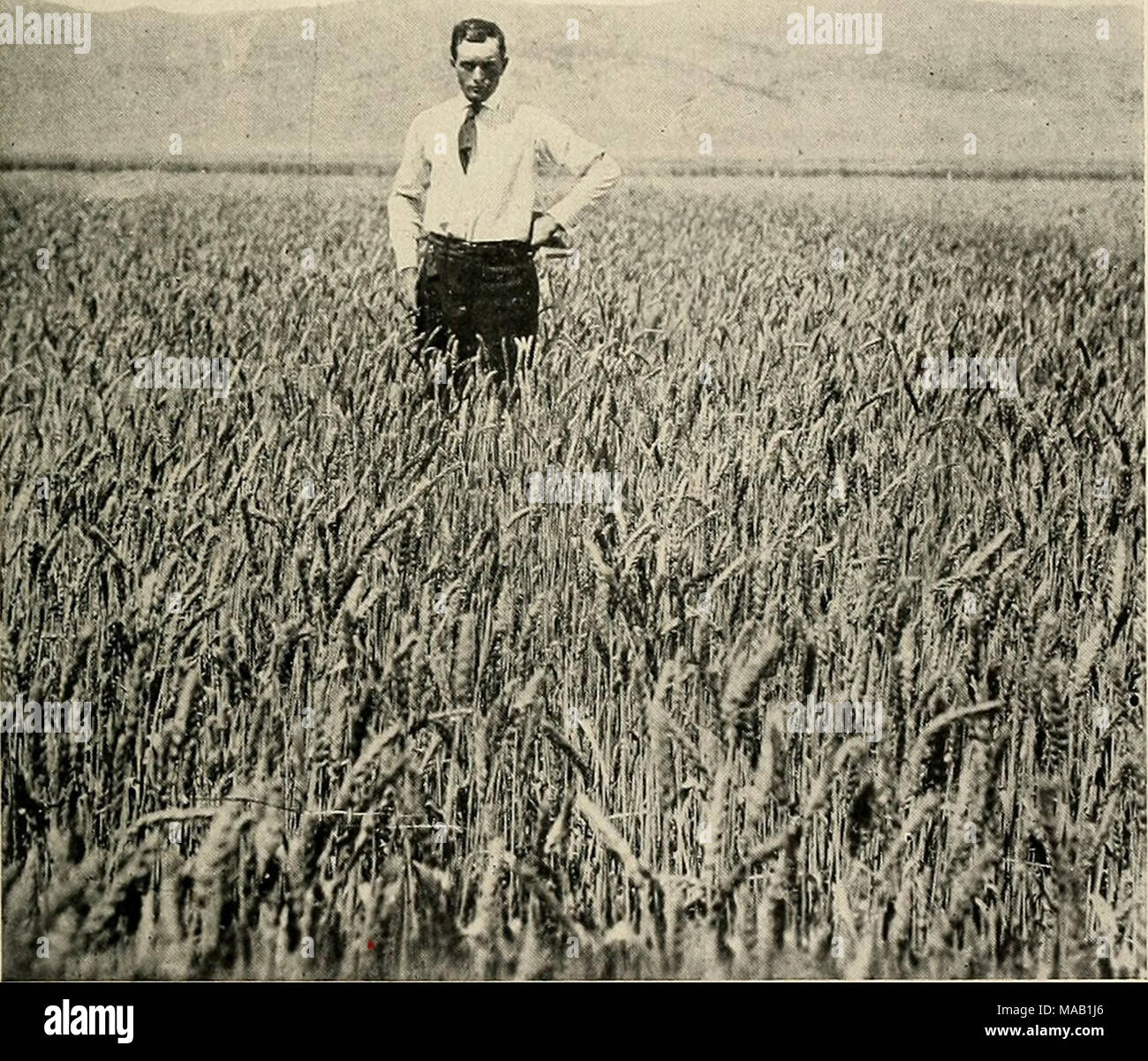 . Dry-farming: . DRY-LAND WHEAT T UTAH Stock Photo - Alamy