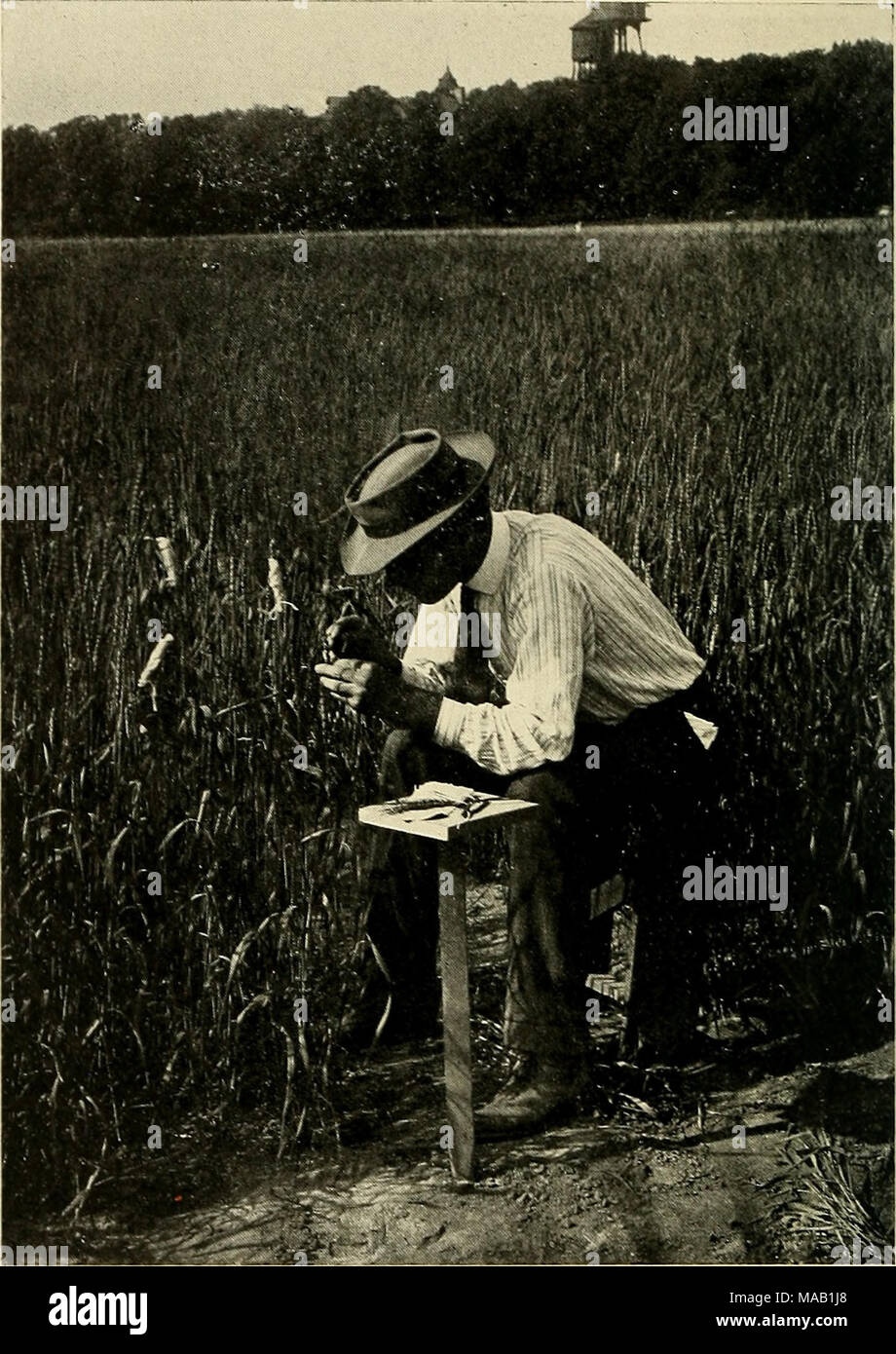 . Dry-farming: . CROSSING WHEAT, MINNESOTA EXPERIMENT STATION By this ...