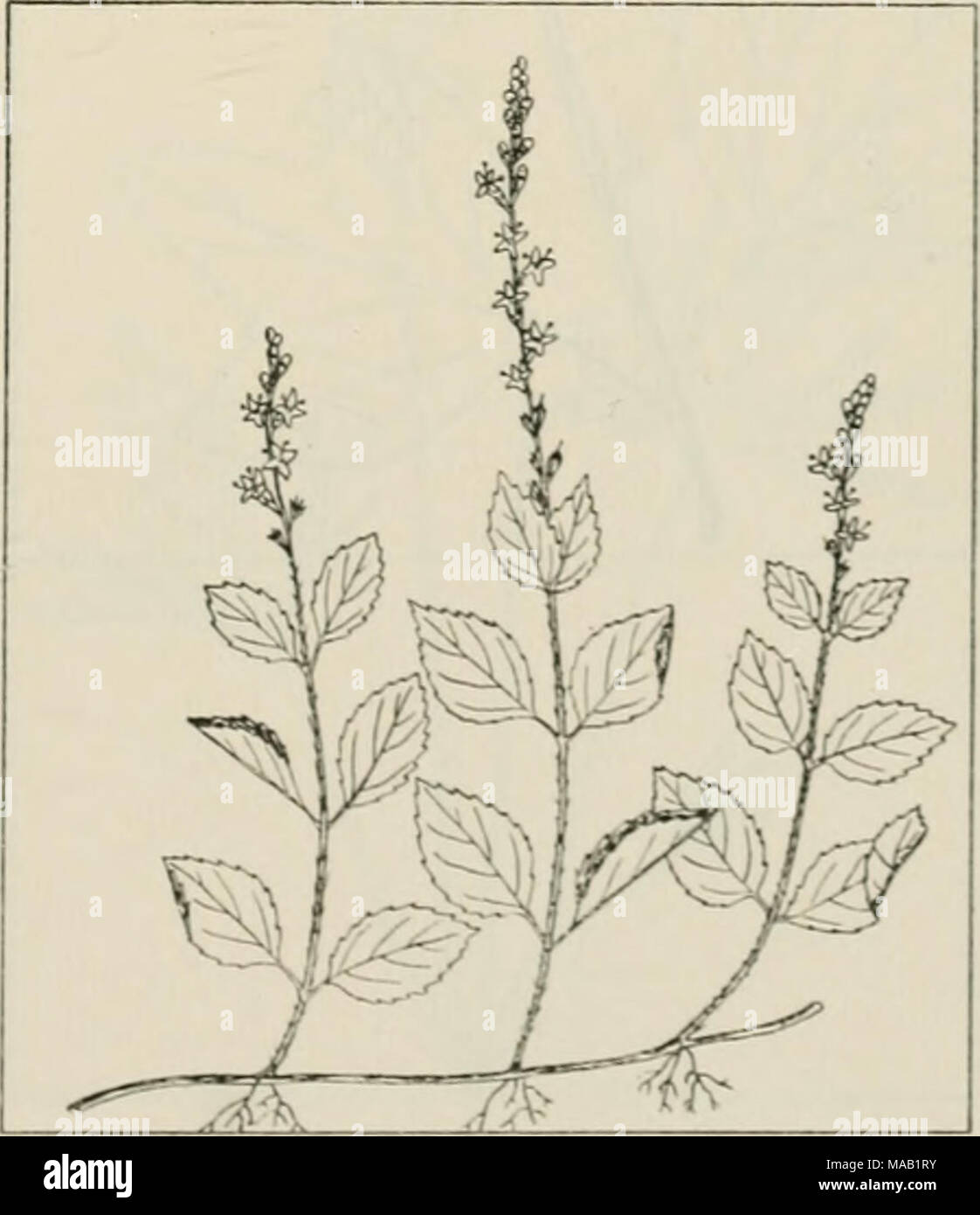 . The drug plants of Illinois Stock Photo - Alamy