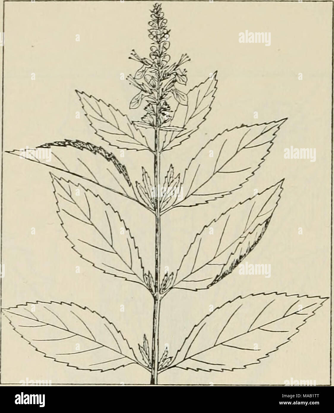 . The drug plants of Illinois Stock Photo - Alamy