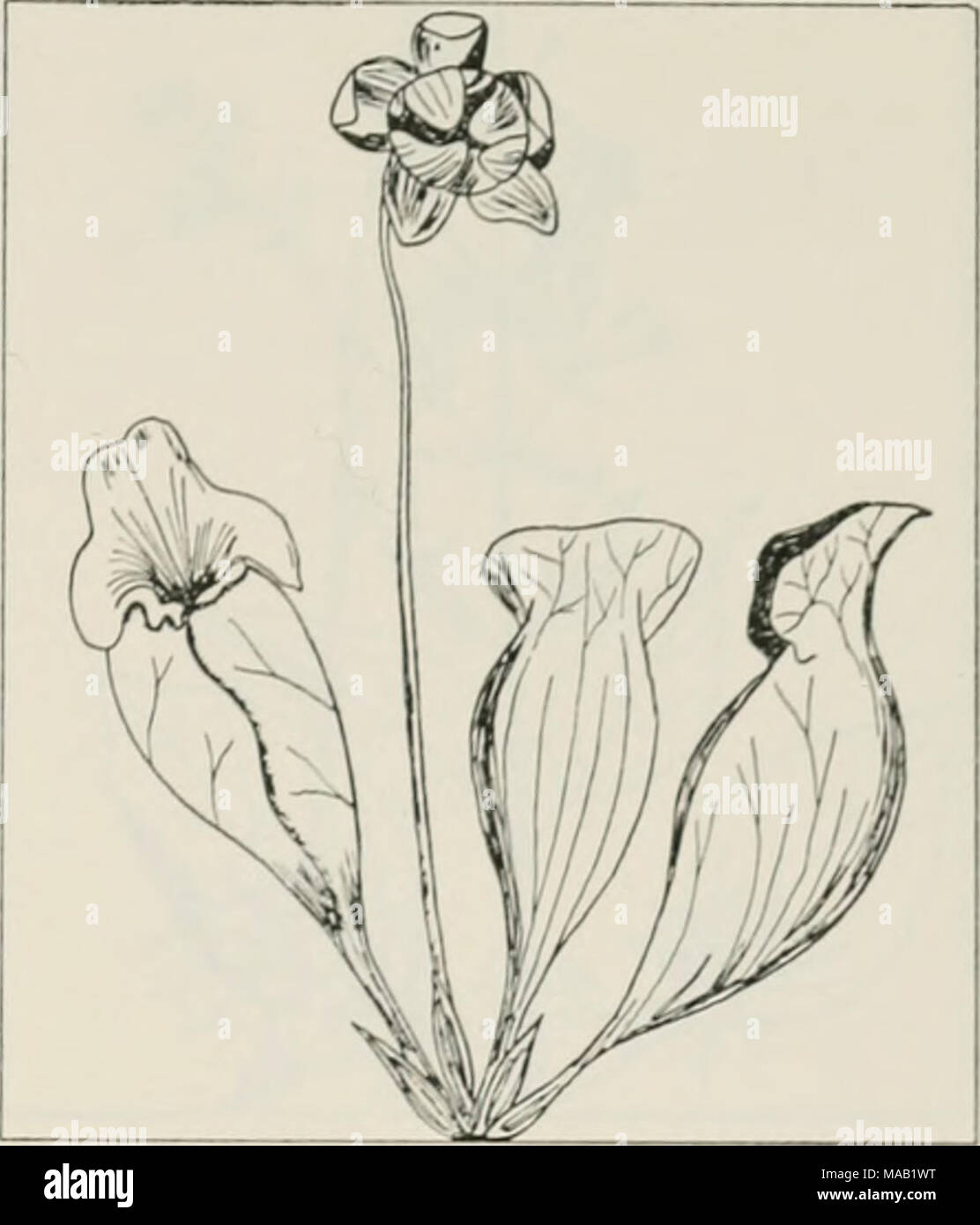 Saxi hi-res stock photography and images - Alamy