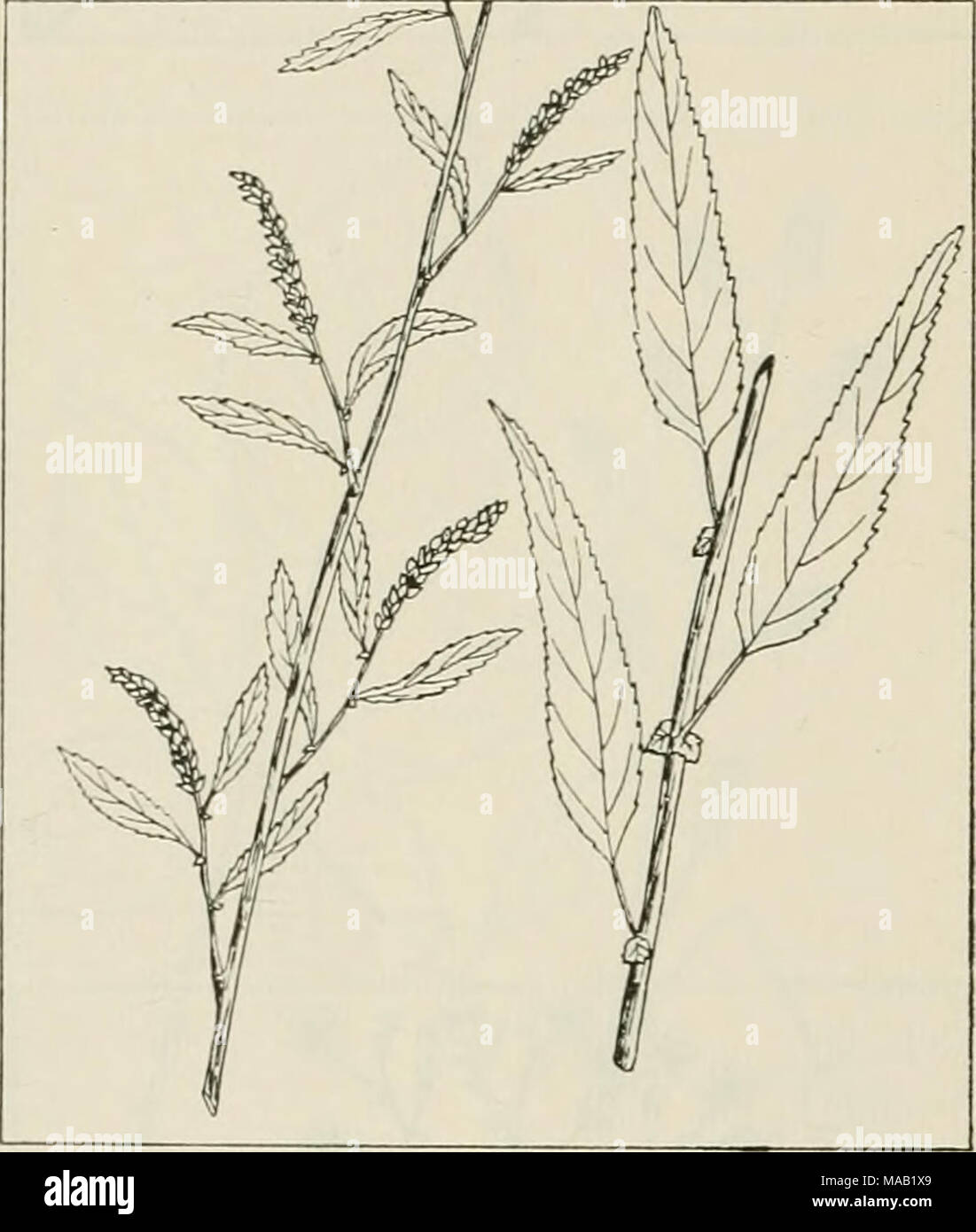 . The drug plants of Illinois Stock Photo - Alamy